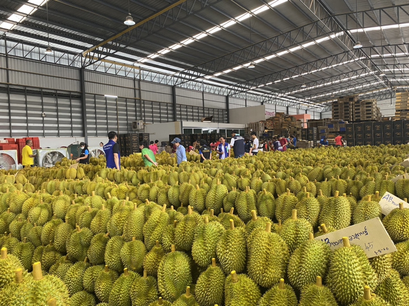 ทุเรียนไทยครองแชมป์ส่งออกไป จีนด้วยไฮสปีดช่วยย่นเวลาขนส่ง